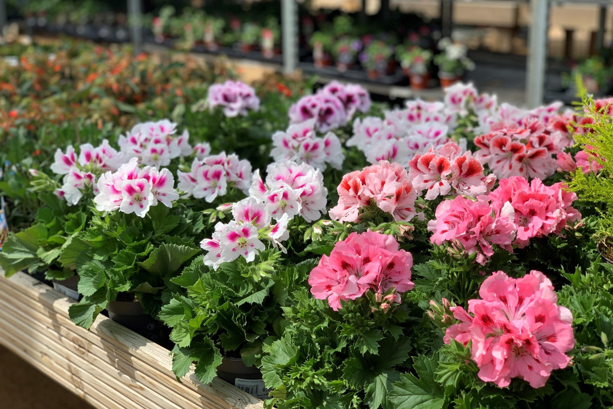 Highfield Garden World – Gloucestershire's Leading independent Garden ...